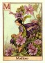 Mallow Flower Fairy – Flower Fairy Prints