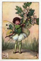 May Flower Fairy – Flower Fairy Prints