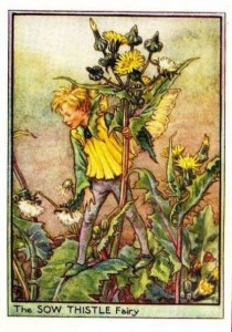 Sow-Thistle Flower Fairy – Flower Fairy Prints