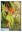 Willow Tree Flower Fairy – Flower Fairy Prints