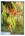 Willow Tree Flower Fairy – Flower Fairy Prints