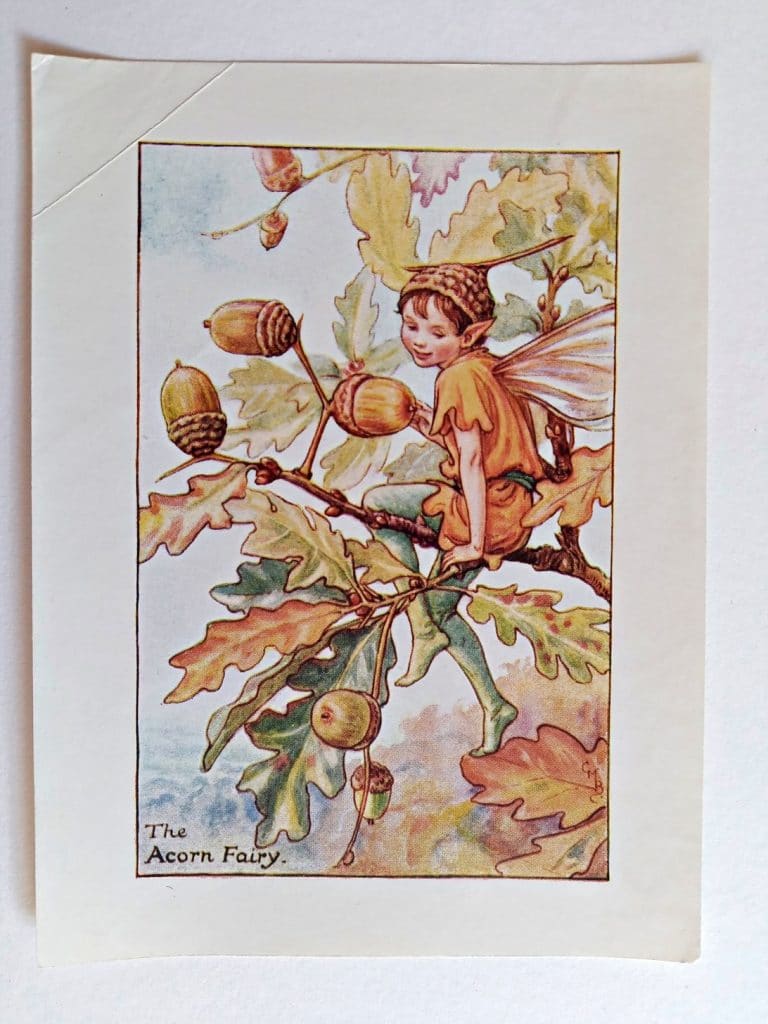 Acorn Fairies Print – Flower Fairy Prints