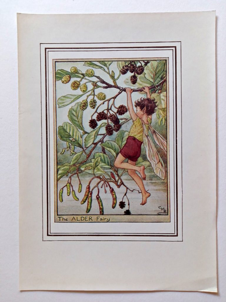Shop – Flower Fairy Prints