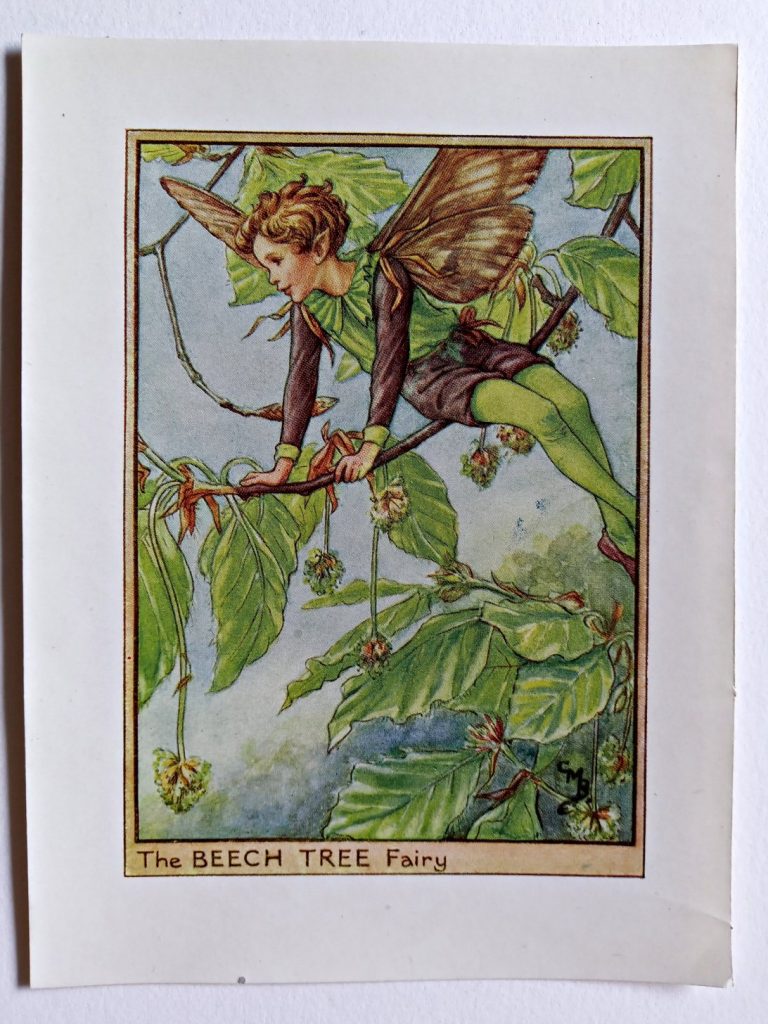 Beech Tree Fairy – Flower Fairy Prints
