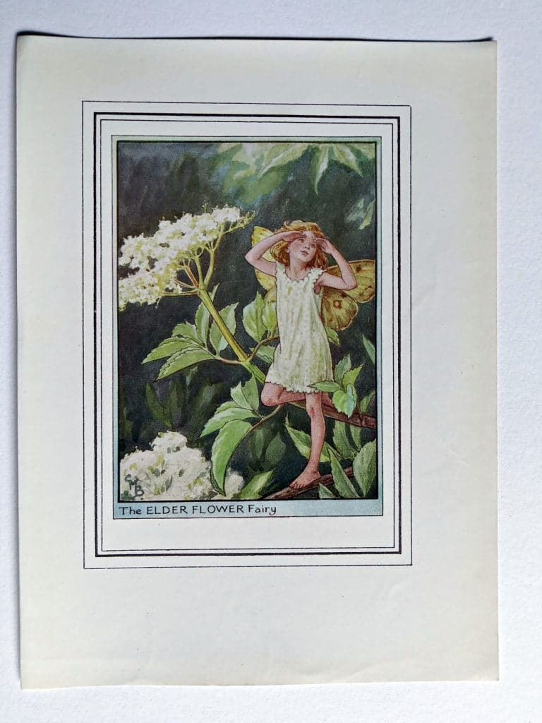 Elder Fairy Print – Flower Fairy Prints