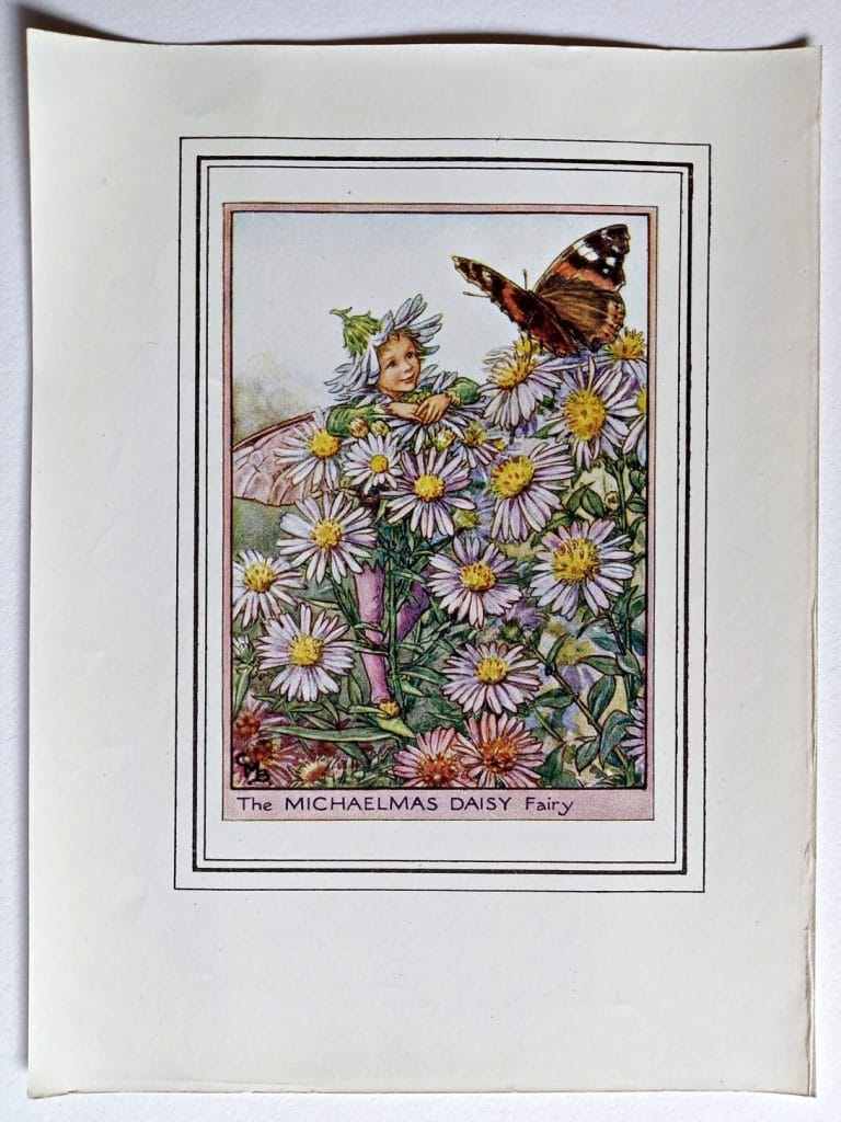 Michaelmas Daisy Fairy – Flower Fairy Prints