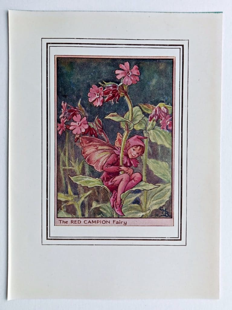 Red Campion Fairy – Flower Fairy Prints