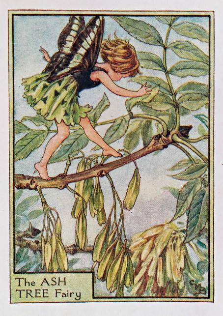Tree Fairies – Flower Fairy Prints