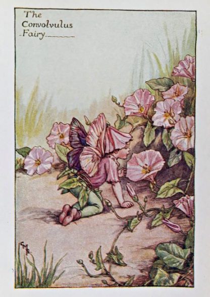 Summer Fairies – Flower Fairy Prints