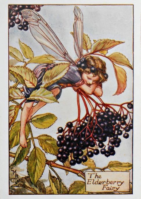 Autumn Fairies – Flower Fairy Prints