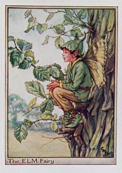 Tree Fairies – Flower Fairy Prints