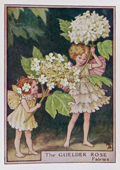 Tree Fairies – Flower Fairy Prints