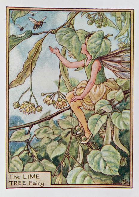 Tree Fairies – Flower Fairy Prints