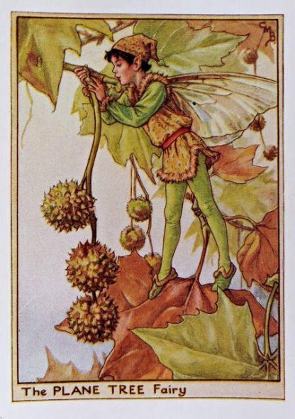 Tree Fairies – Flower Fairy Prints