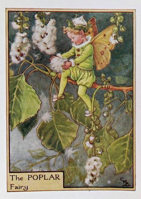 Tree Fairies – Flower Fairy Prints