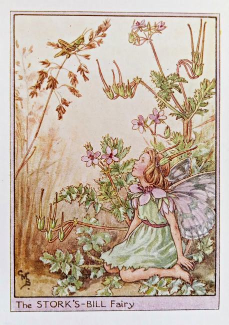 Wayside Fairies – Flower Fairy Prints